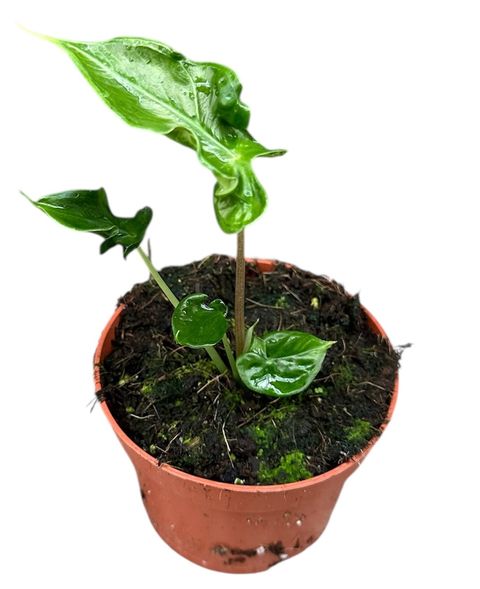 Alocasia 'Teletubbies' — Plant Wholesale FlorAccess