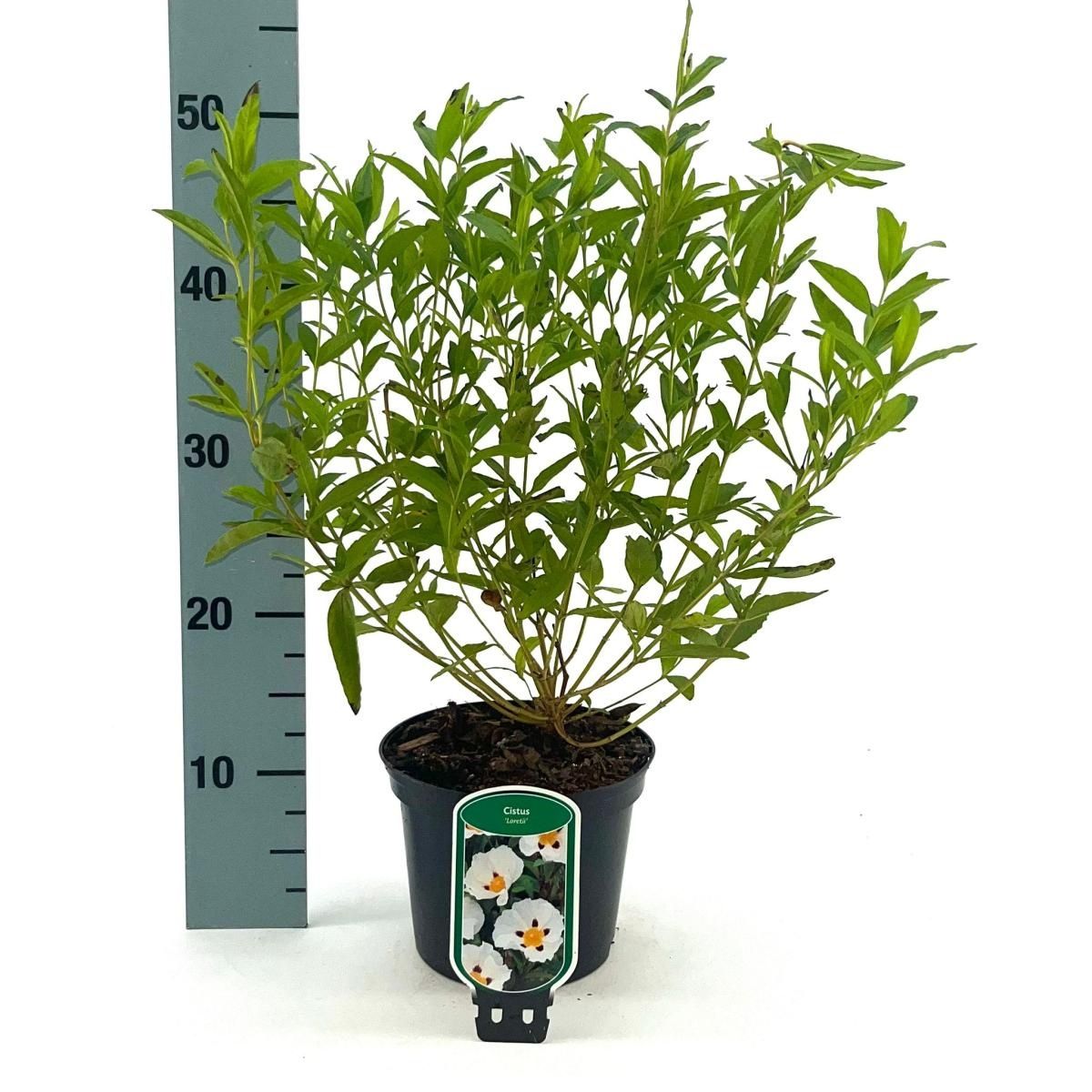 Cistus x dansereaui 'Decumbens' — Plant Wholesale FlorAccess