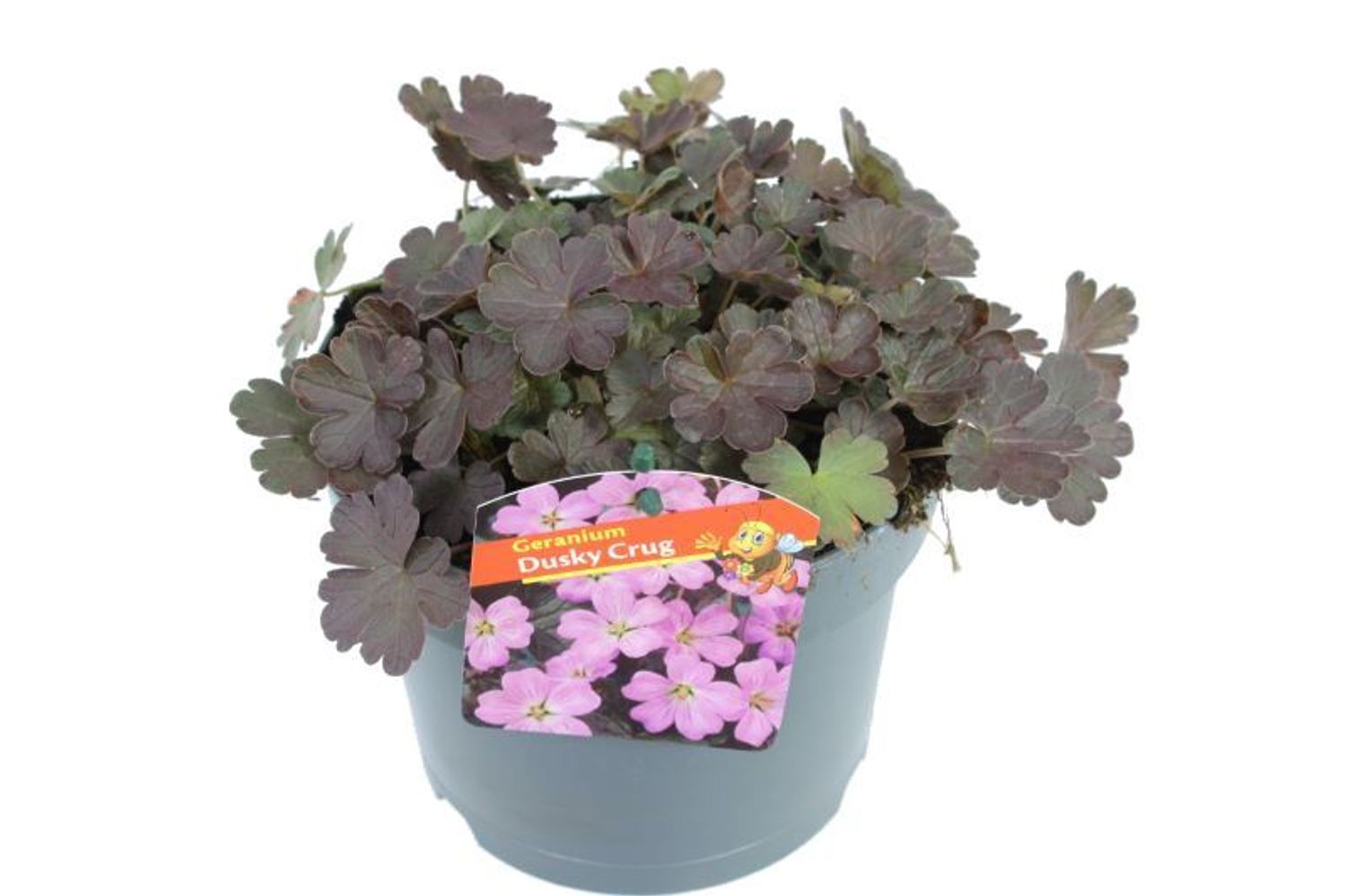 Geranium 'Dusky Crûg' — Plant Wholesale FlorAccess