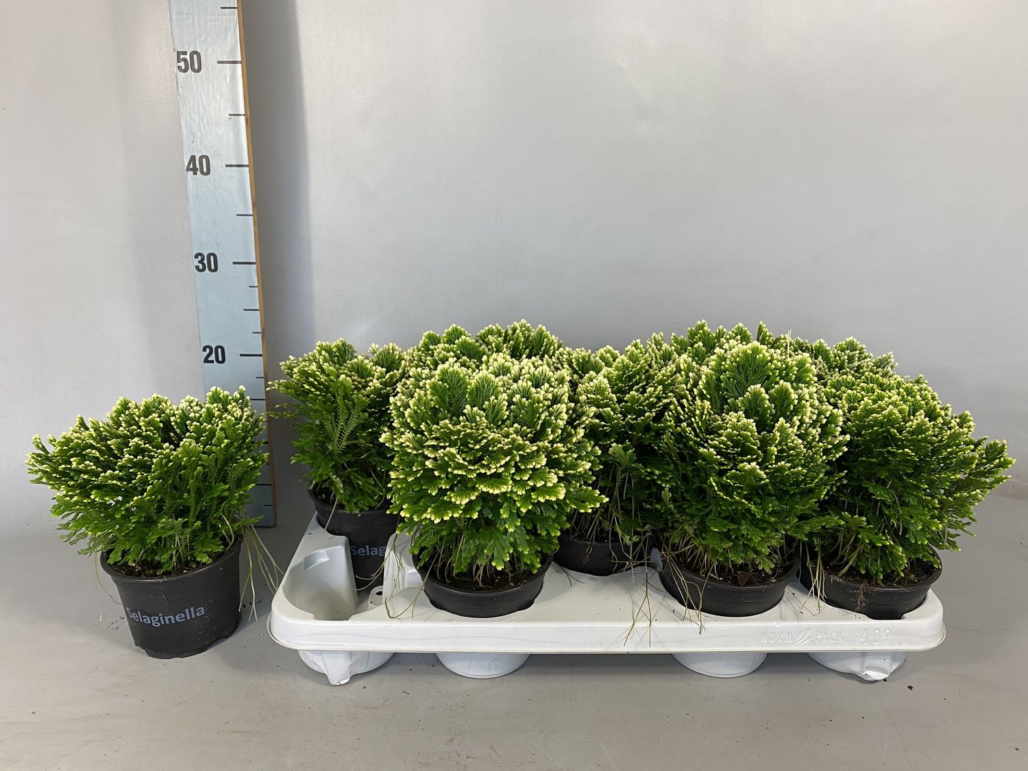 Selaginella martensii 'Jori' — Plant Wholesale FlorAccess