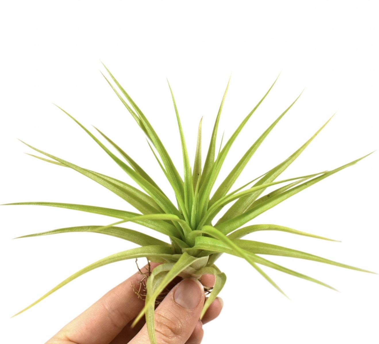 Tillandsia multiflora — Plant Wholesale FlorAccess