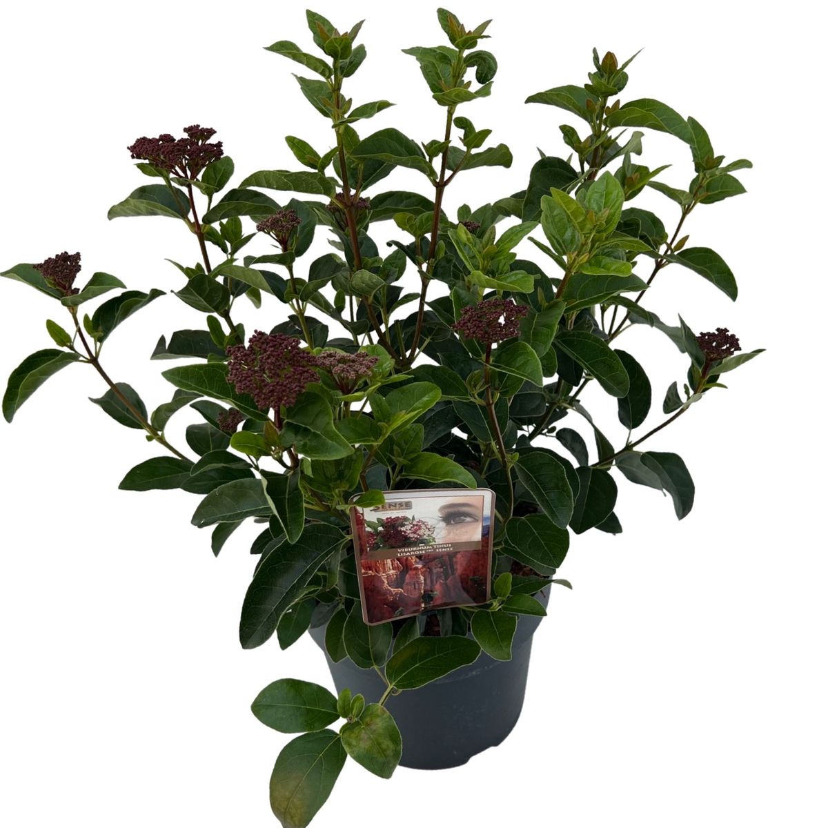 Viburnum tinus 'Lisarose' — Plant Wholesale FlorAccess