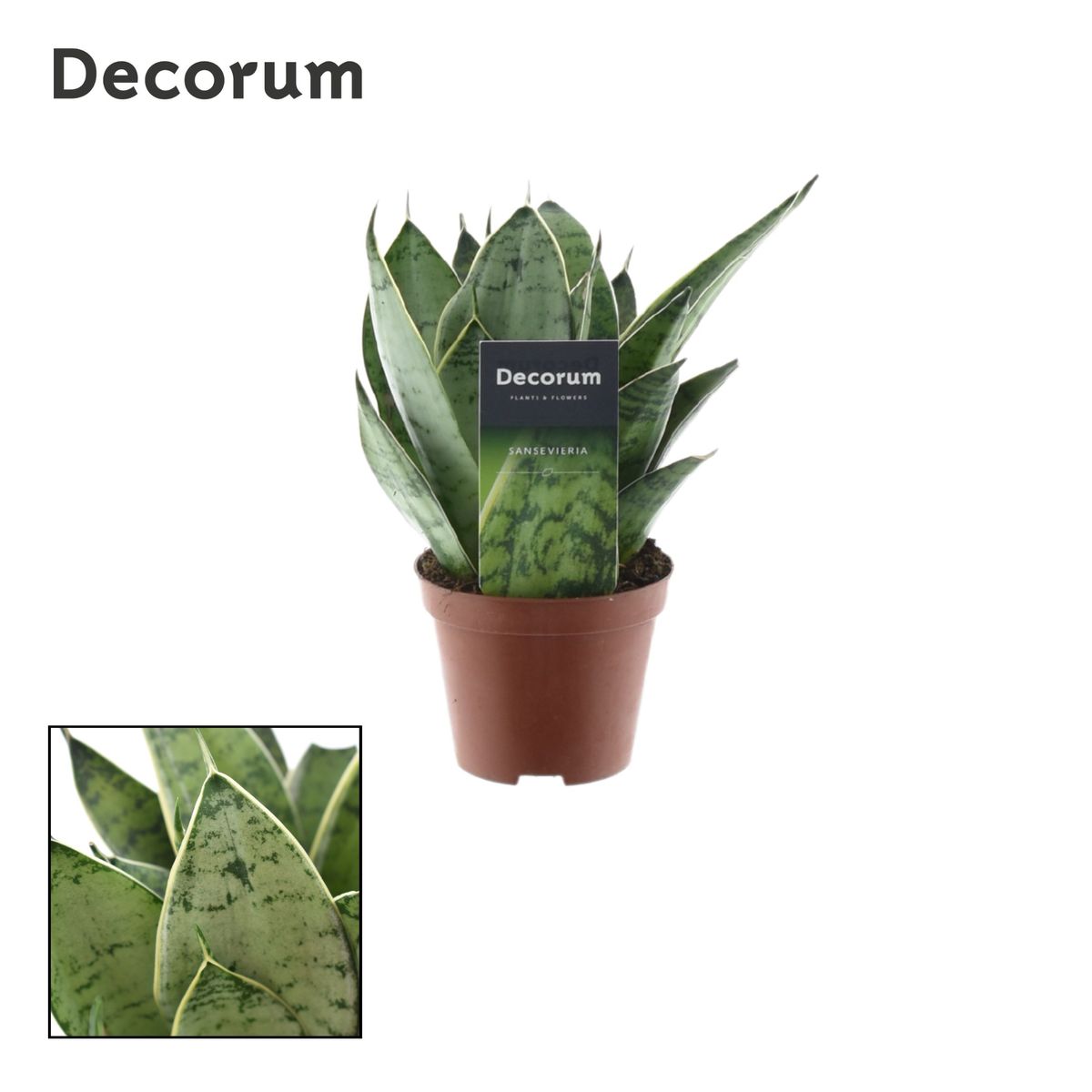 Sansevieria 'Silver Star' — Plant Wholesale FlorAccess