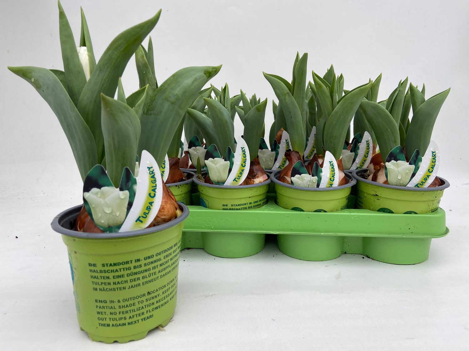 Tulipa 'Calgary' — Plant Wholesale FlorAccess