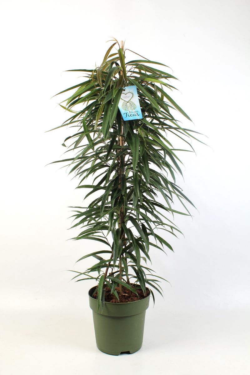 Ficus binnendijkii 'Alii' — Plant Wholesale FlorAccess