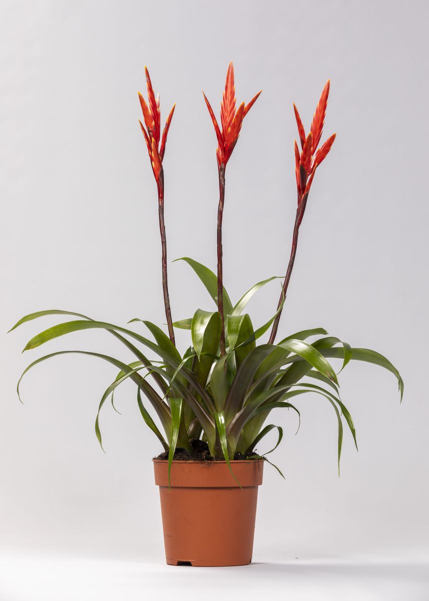 Vriesea 'Elan' — Рослини оптом FlorAccess