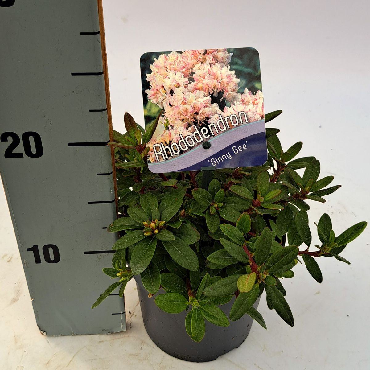 Rhododendron 'Ginny Gee' — Plant Wholesale FlorAccess