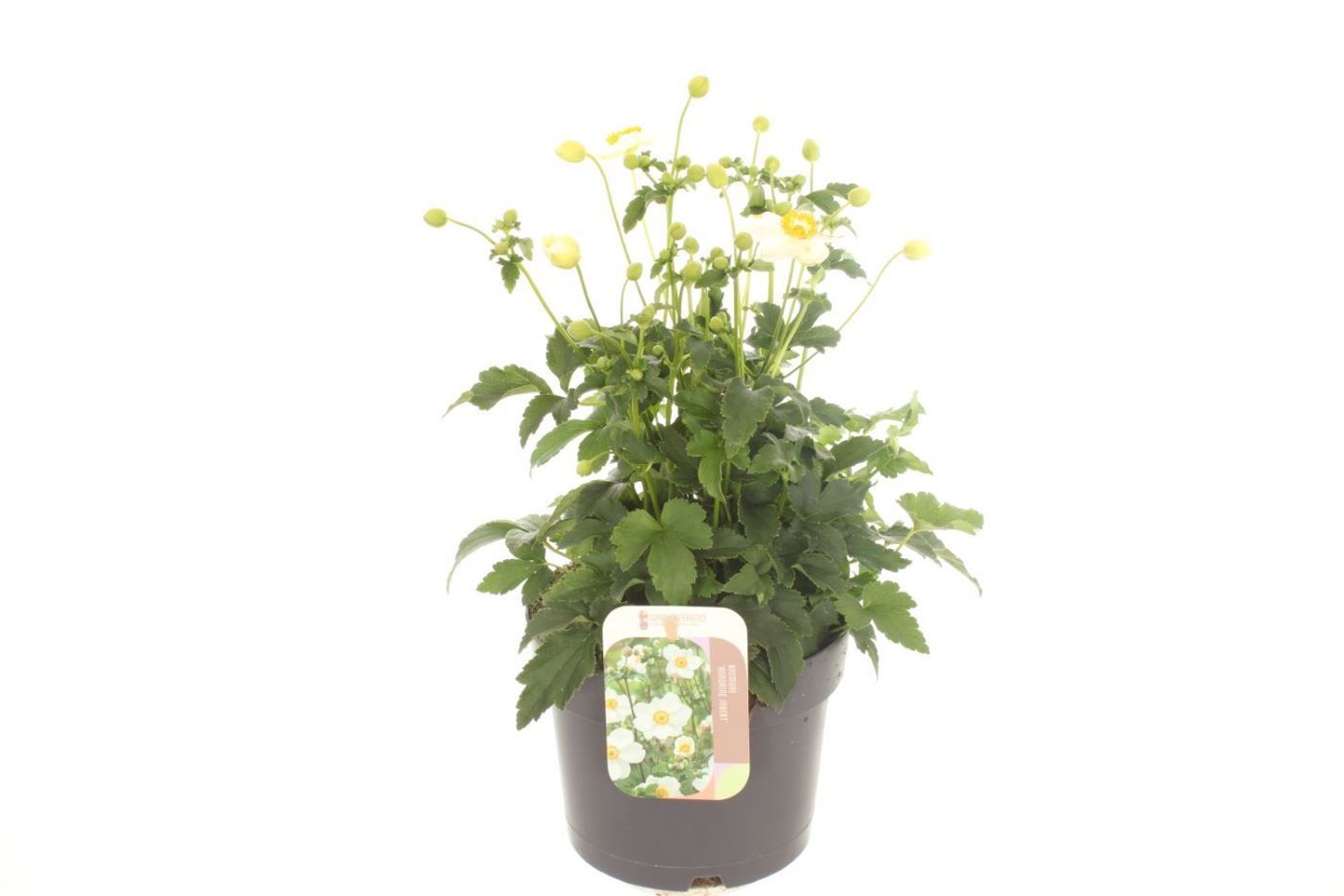 Anemone hupehensis 'Summer Breeze Snow' — Plant Wholesale FlorAccess