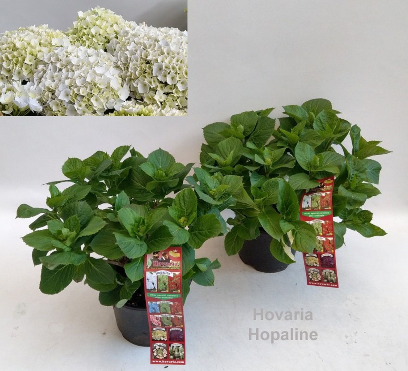 Hydrangea macrophylla HOVARIA HOPALINE — Plant Wholesale FlorAccess