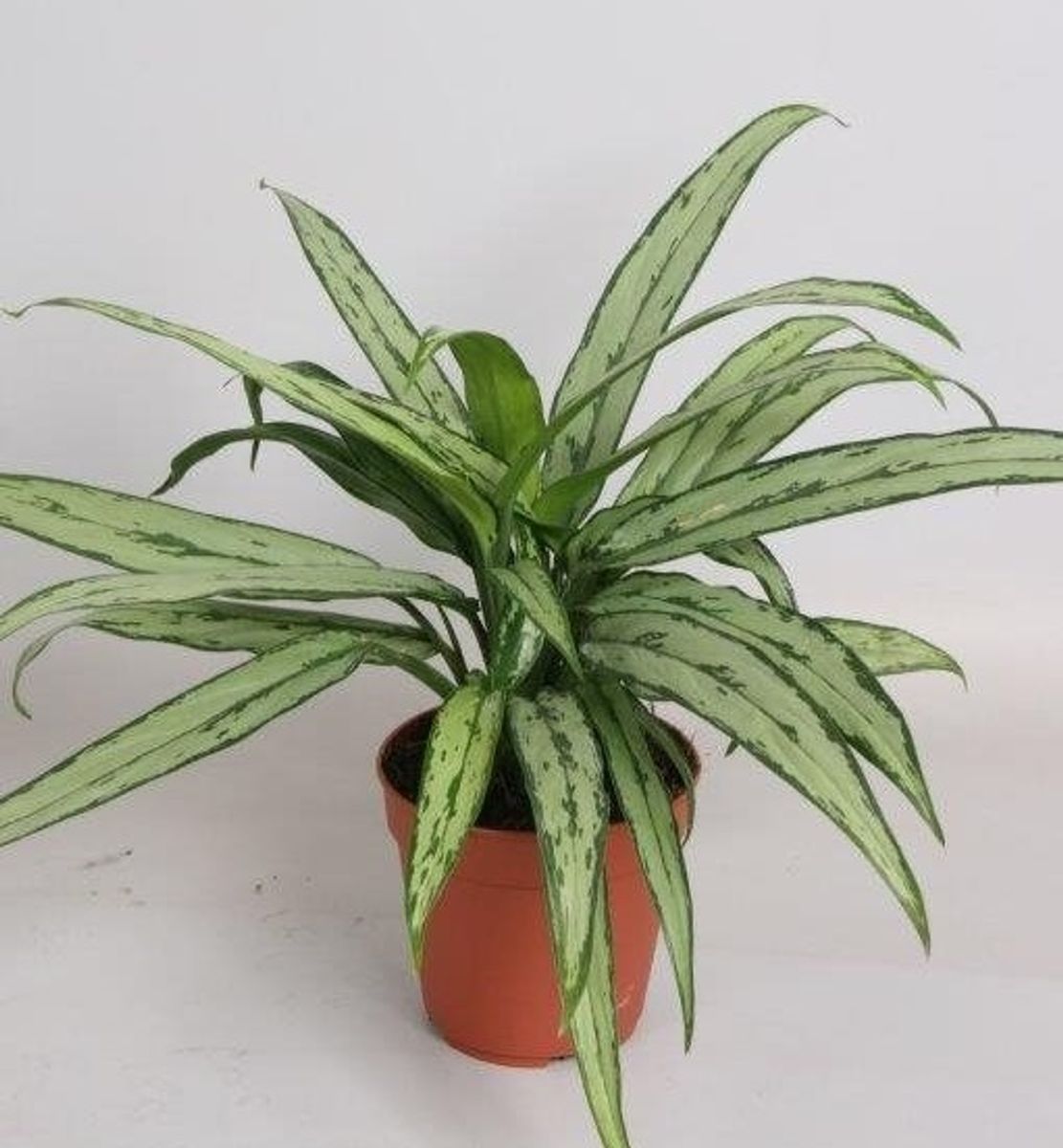 Aglaonema 'Cutlass' — Plant Wholesale FlorAccess