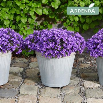 Campanula portenschlagiana AMBELLA INTENS PURPLE — Plant Wholesale ...