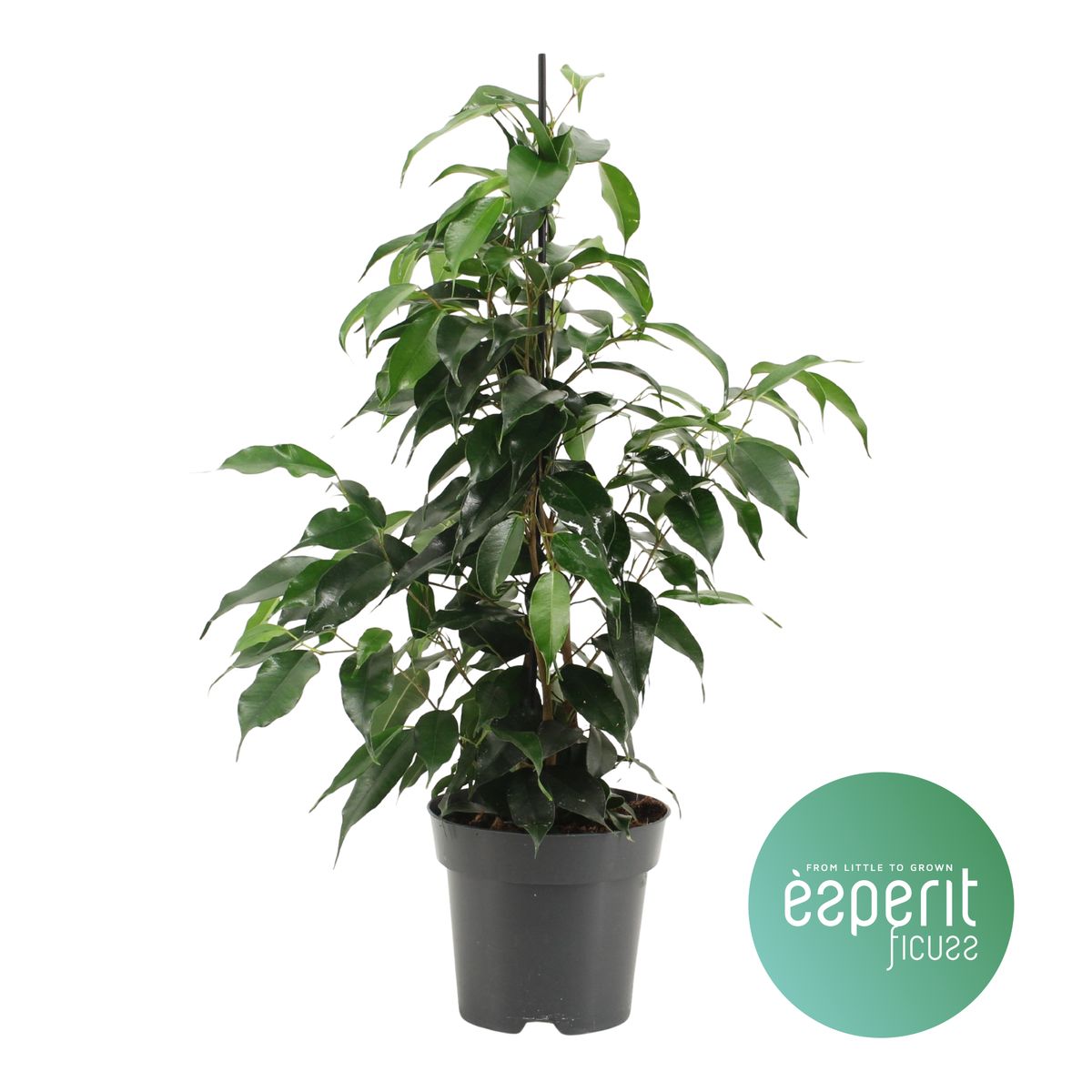 Ficus benjamina 'Danielle' — Plant Wholesale FlorAccess