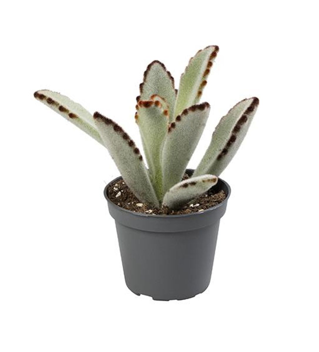 Kalanchoe tomentosa — Plant Wholesale FlorAccess