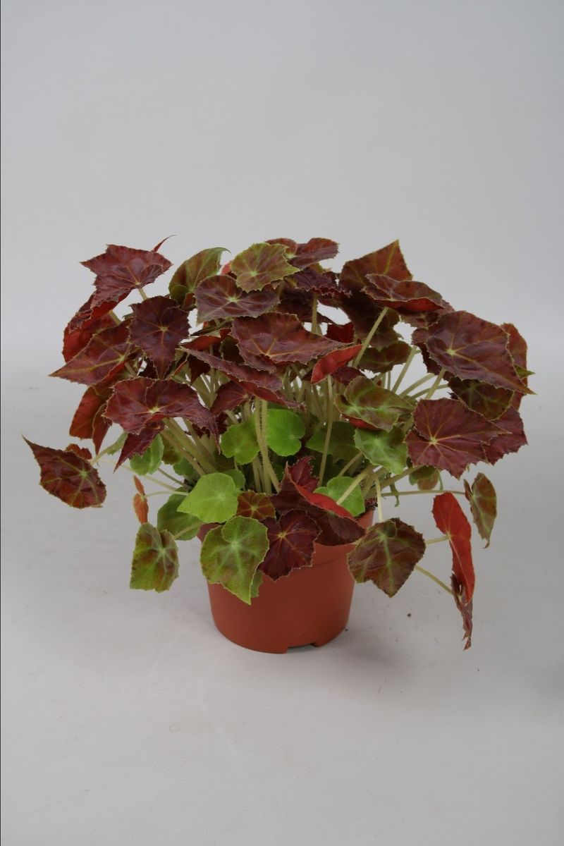 Begonia BELEAF AMBER LOVE — Plant Wholesale FlorAccess