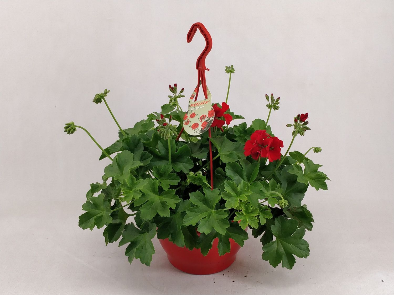 Pelargonium MARCADA DARK RED — Plant Wholesale FlorAccess