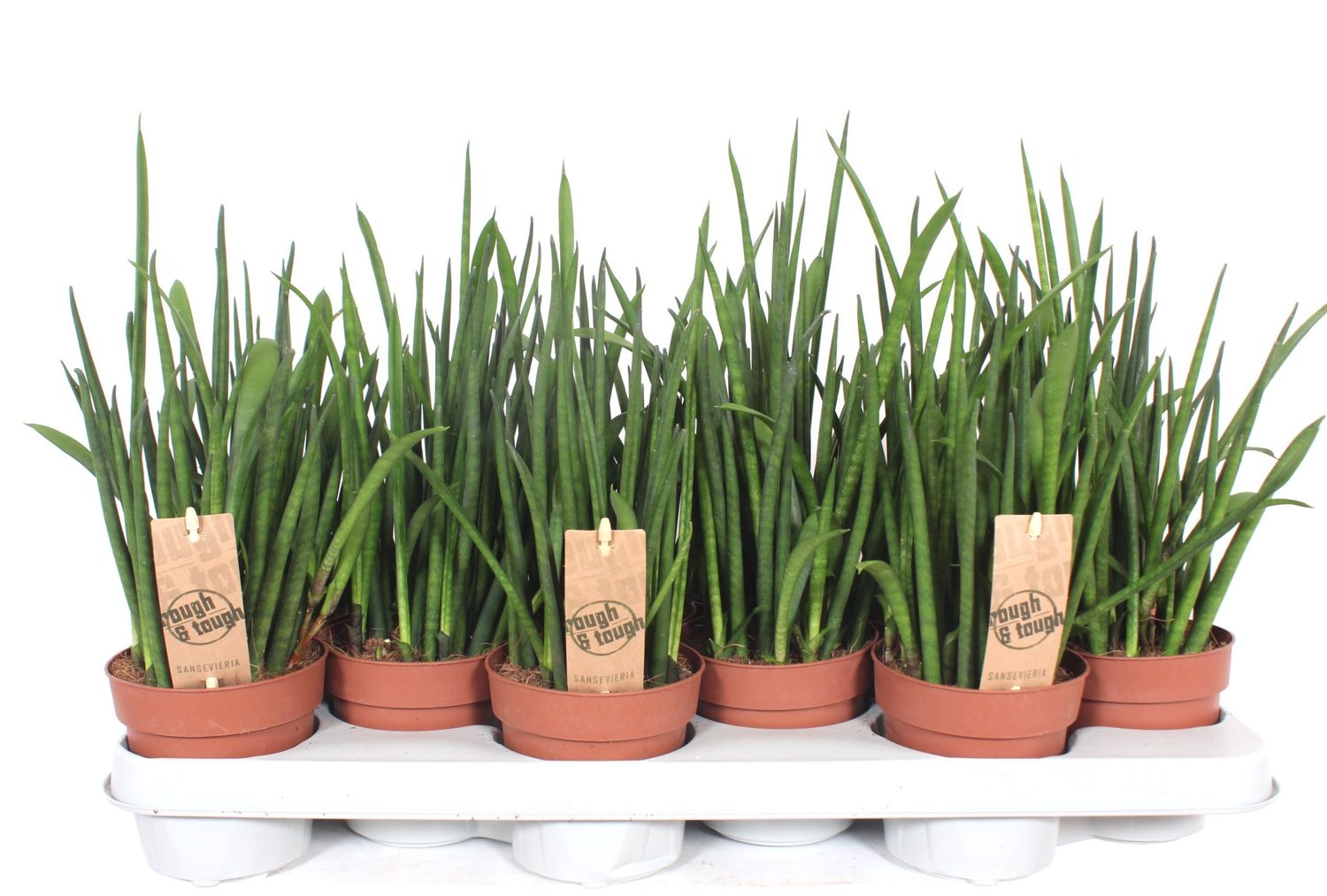 Sansevieria bacularis — Plant Wholesale FlorAccess