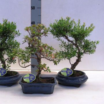 Bonsai MIX — Plant Wholesale FlorAccess