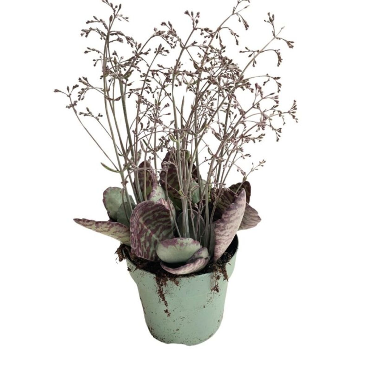 Kalanchoe humilis — Plant Wholesale FlorAccess