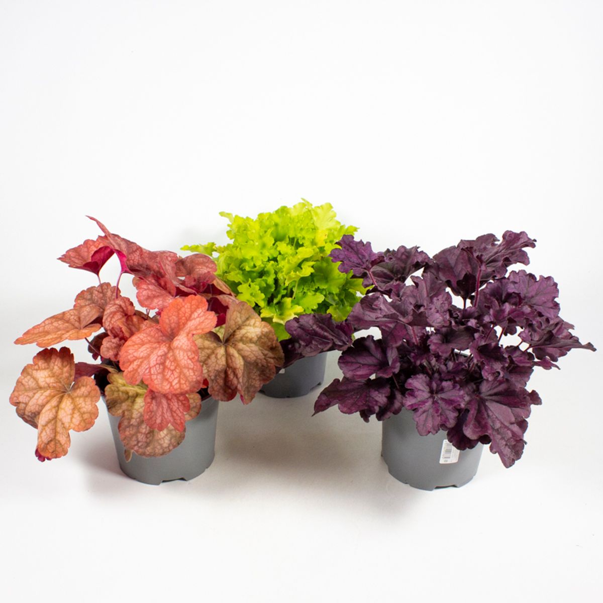 Heuchera MIX — Plant Wholesale FlorAccess