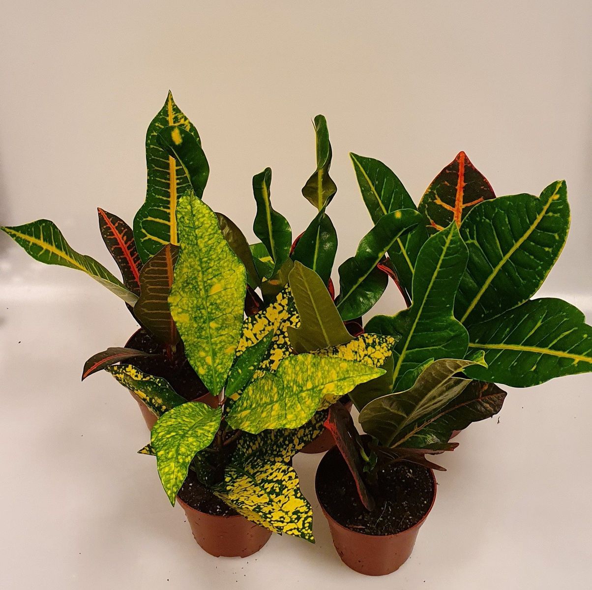 Codiaeum MIX — Plant Wholesale FlorAccess