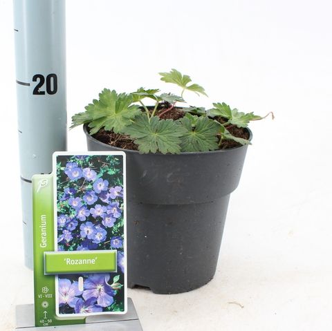 Geranium ROZANNE — Plant Wholesale FlorAccess
