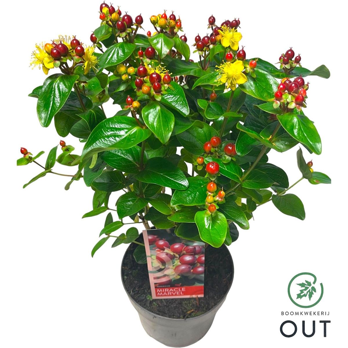 Hypericum MIRACLE MARVEL — Plant Wholesale FlorAccess