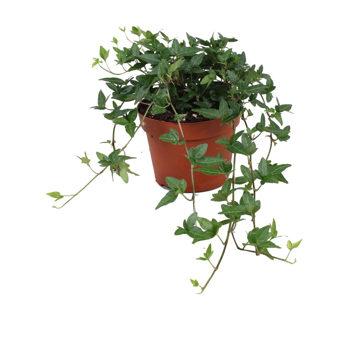 Hedera helix 'Shamrock' — Plant Wholesale FlorAccess