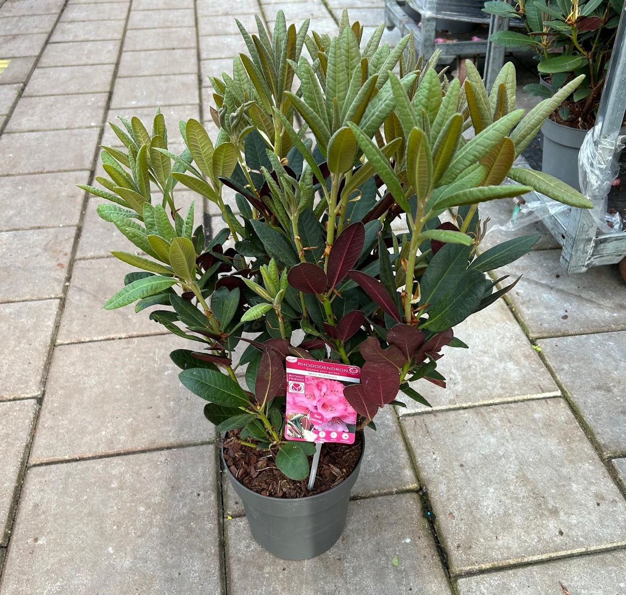 Rhododendron 'Wine and Roses' — Plant Wholesale FlorAccess