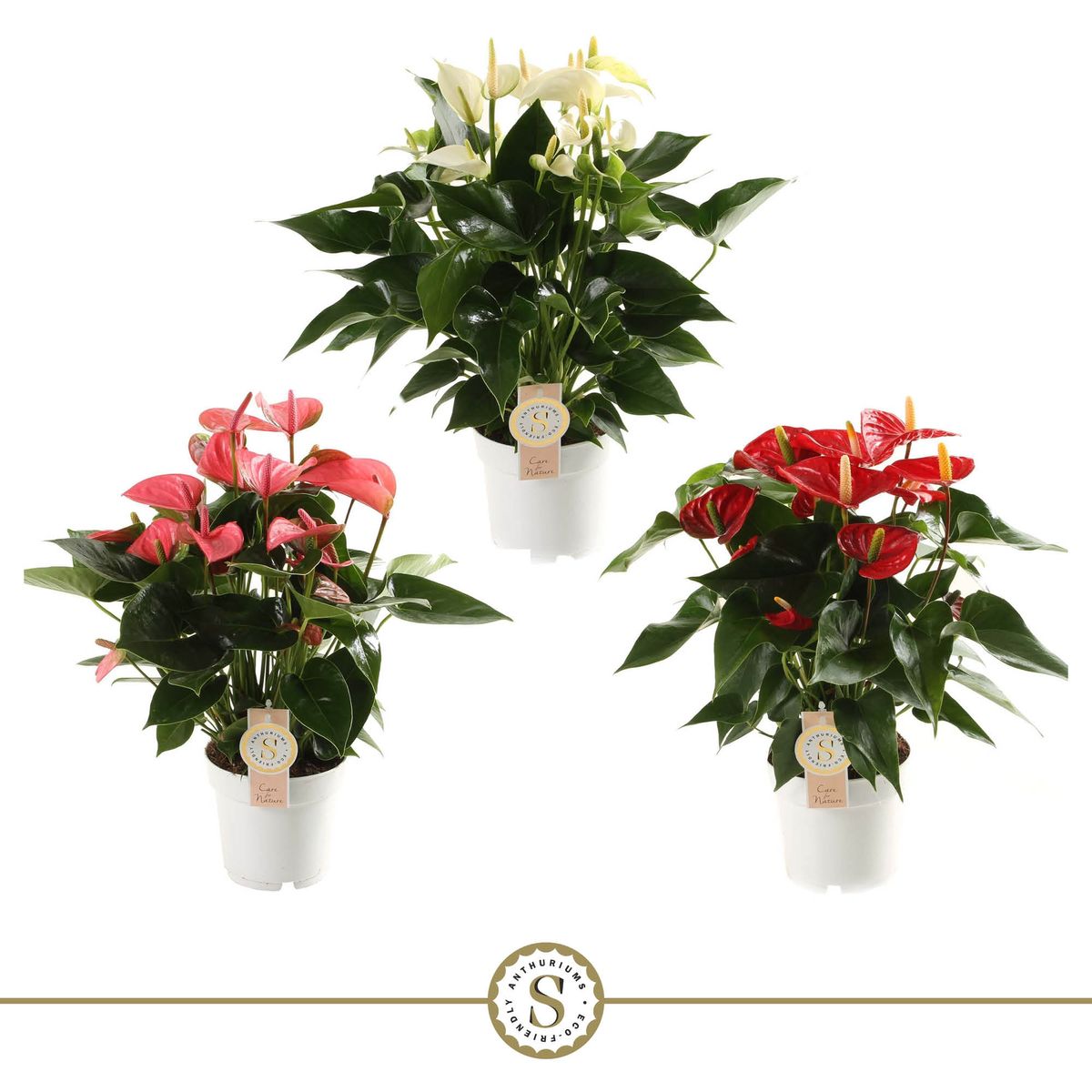 Anthurium MIX — Plant Wholesale FlorAccess