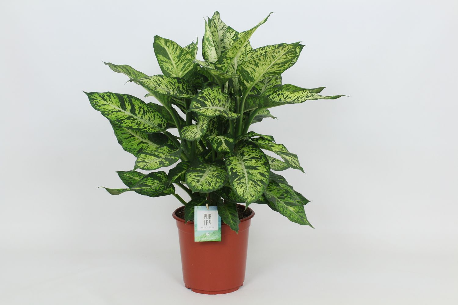 Dieffenbachia 'Sublime' — Plant Wholesale FlorAccess