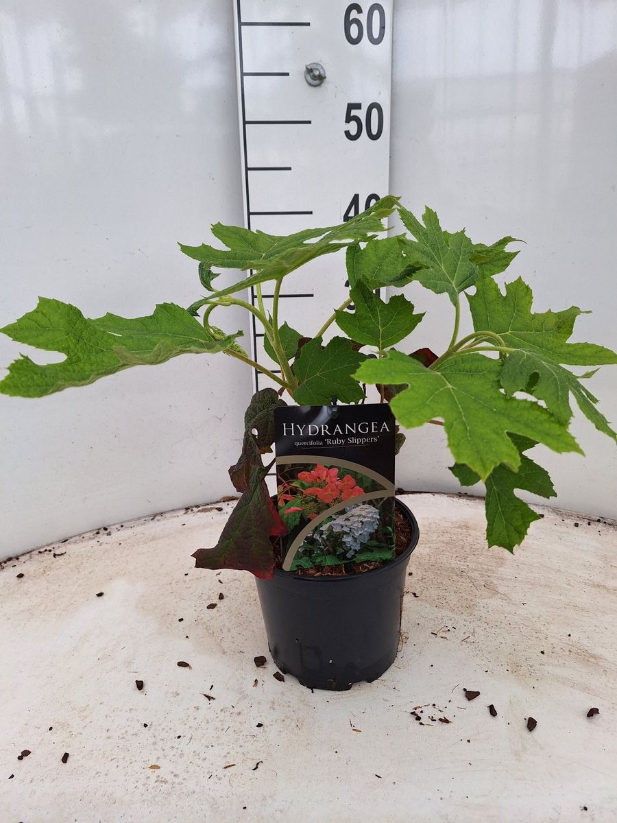 Hydrangea quercifolia 'Ruby Slippers' — Plant Wholesale FlorAccess