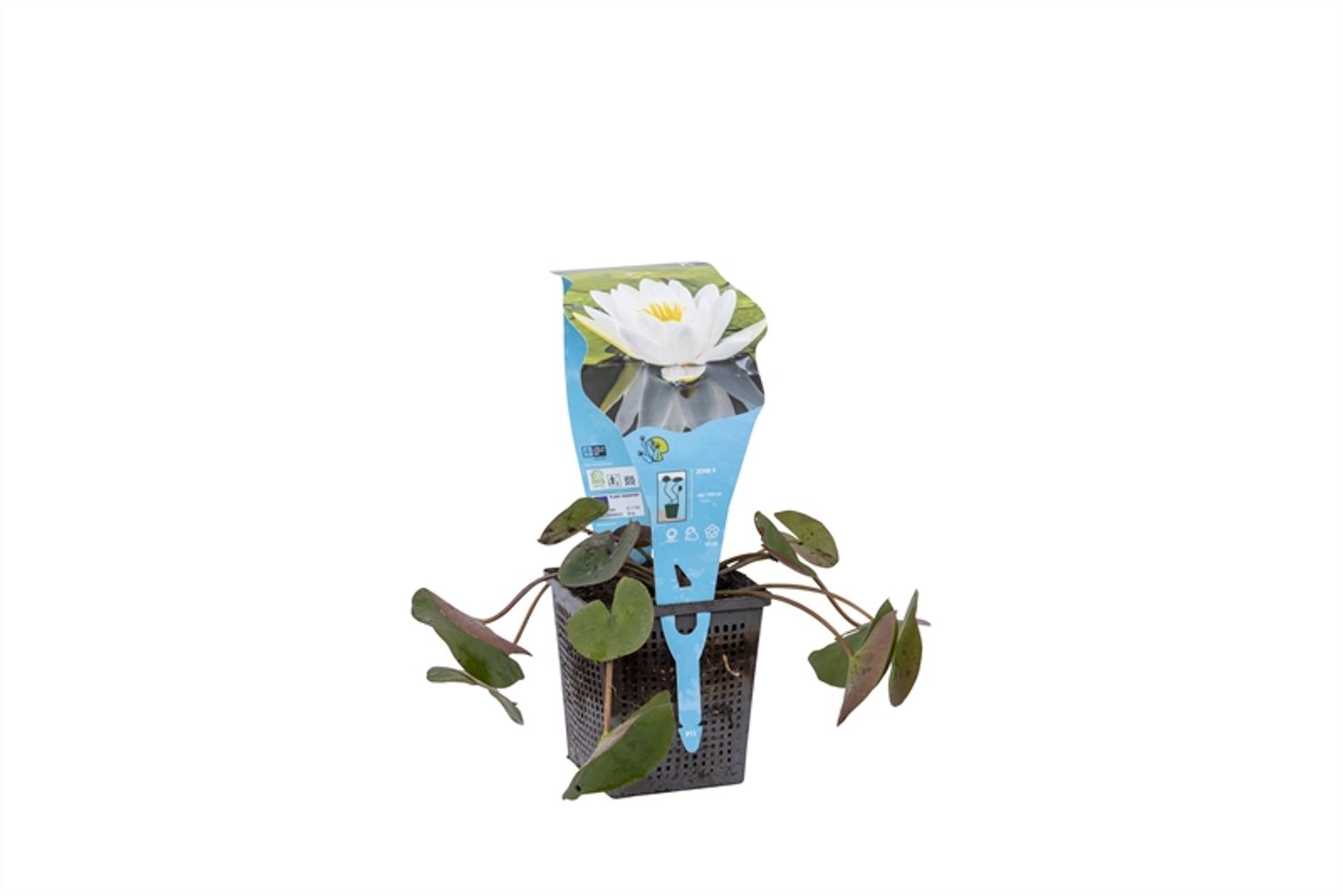 Nymphaea alba — Plant Wholesale FlorAccess