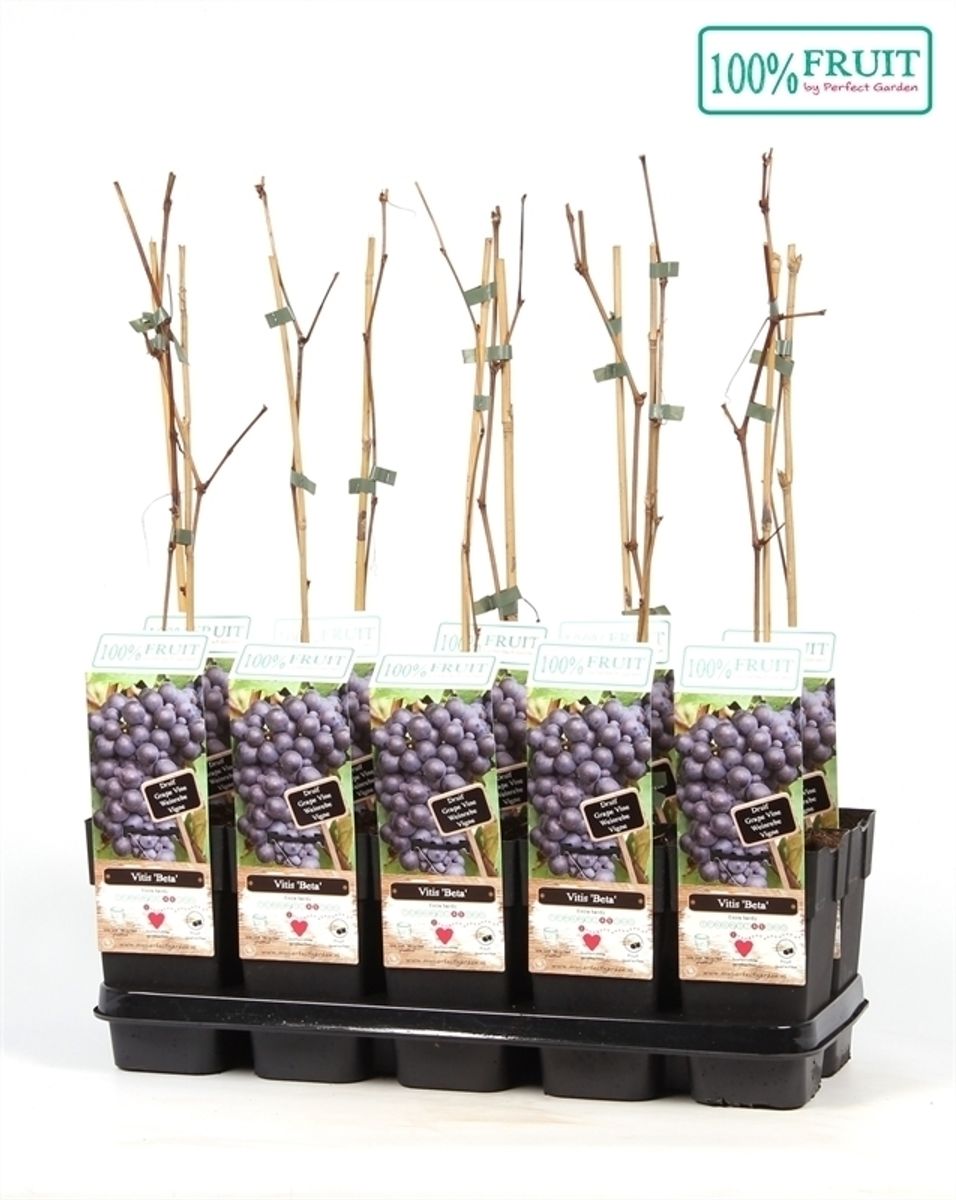 Vitis 'Beta' — Plant Wholesale FlorAccess