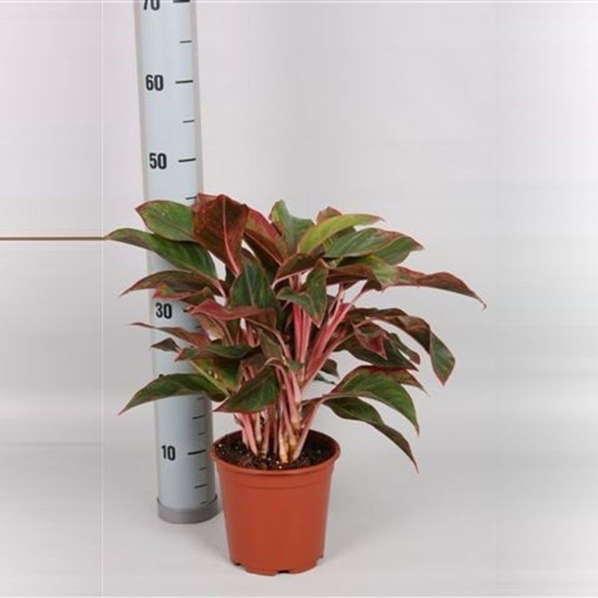 Aglaonema CRETE — Plant Wholesale FlorAccess