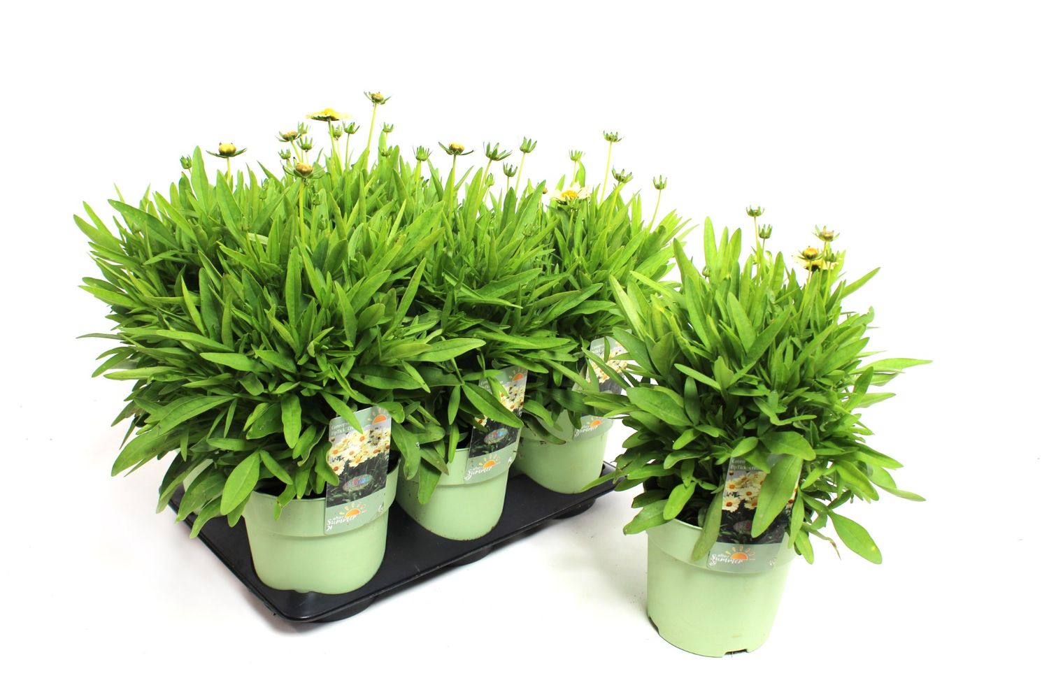Coreopsis UPTICK CREAM — Plant Wholesale FlorAccess