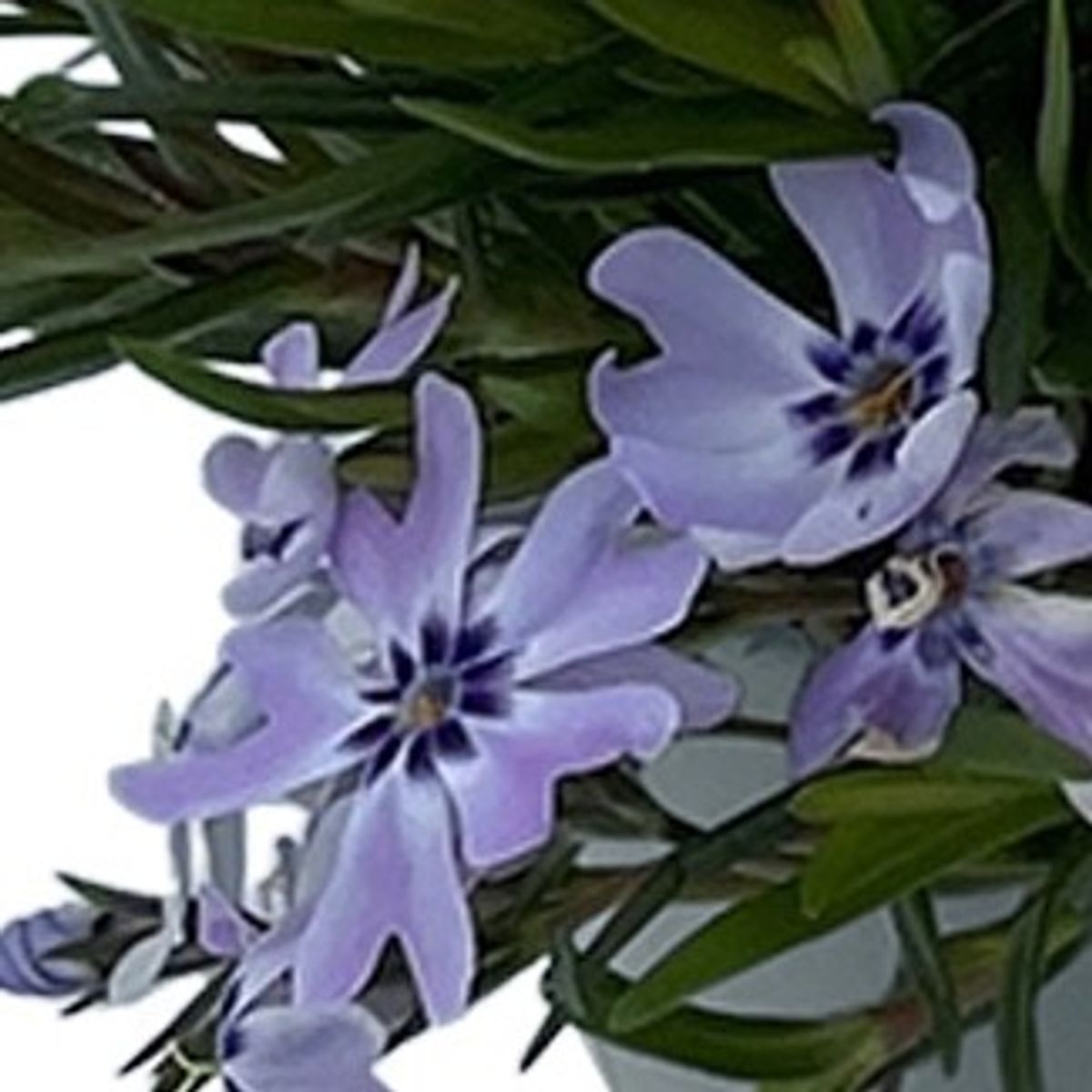 Phlox SUBULATA MIX — Plant Wholesale FlorAccess