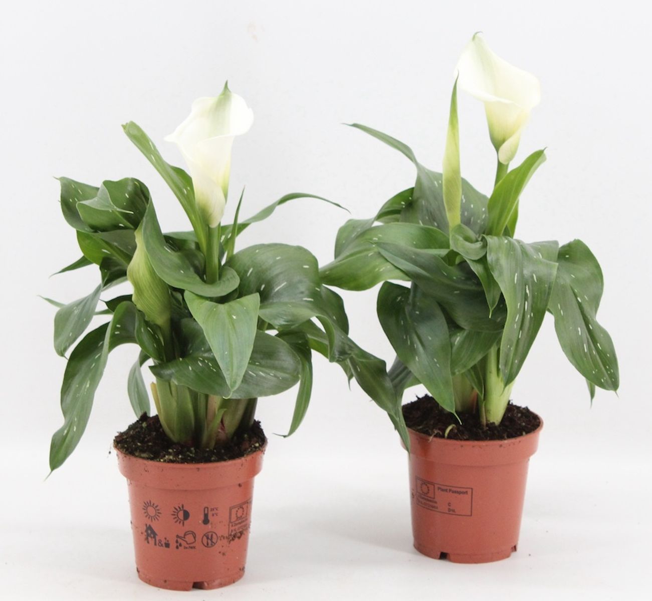 Zantedeschia 'Captain Fresco' — Plant Wholesale FlorAccess