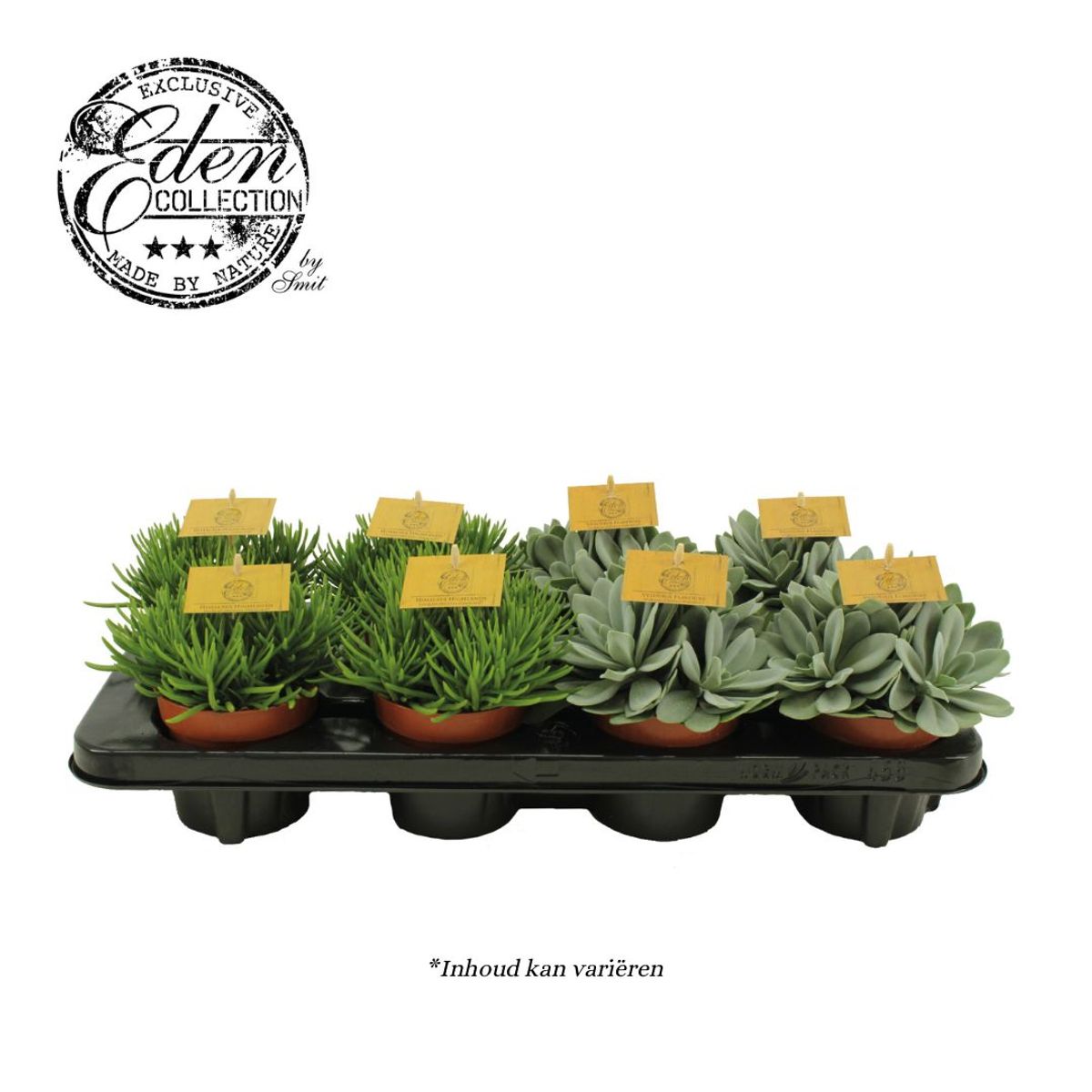 Senecio MIX — Plant Wholesale FlorAccess