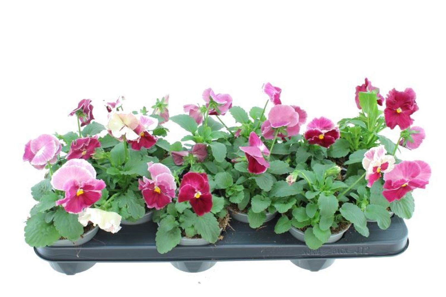 Viola x wittrockiana MIX — Plant Wholesale FlorAccess