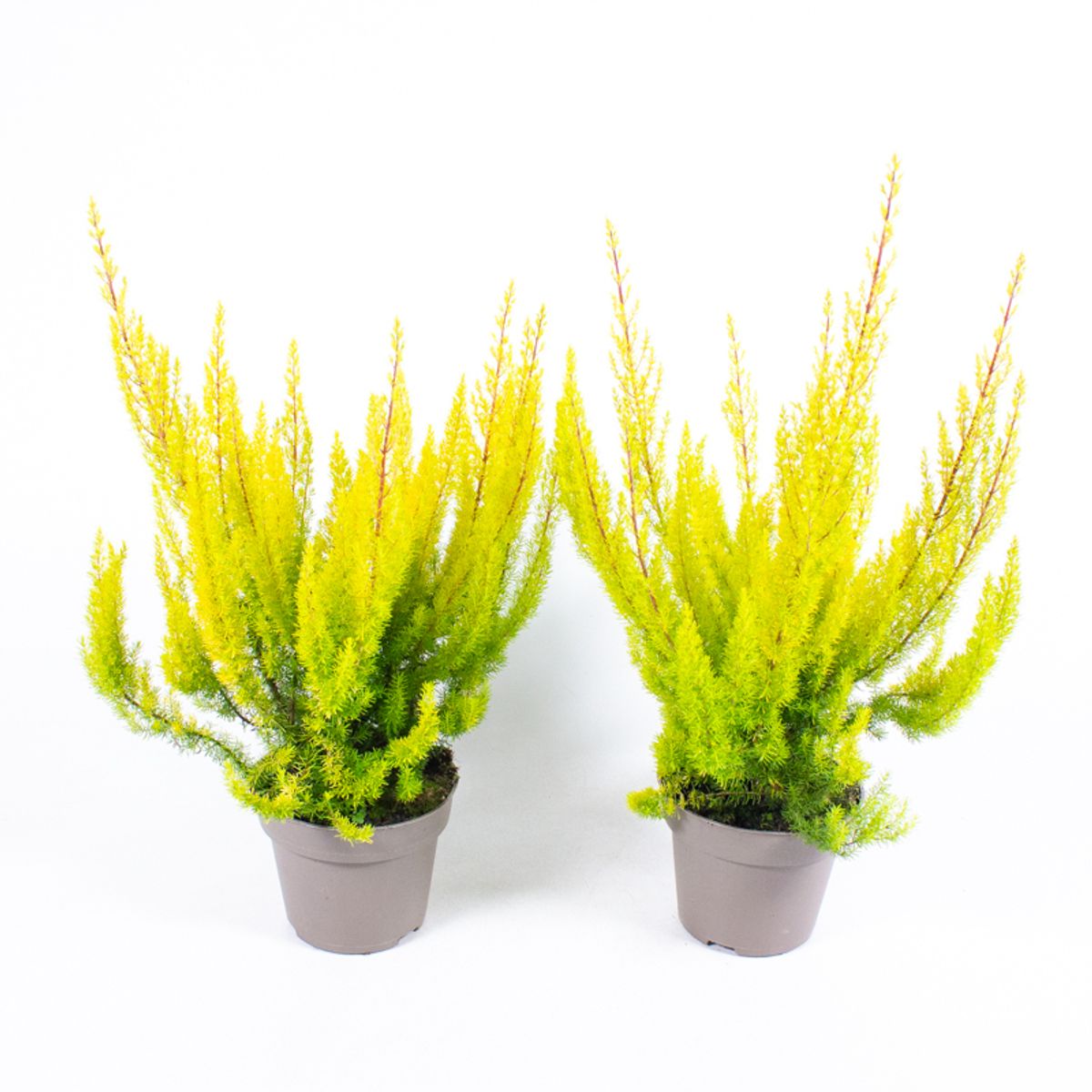 Erica arborea 'Albert's Gold' — Plant Wholesale FlorAccess