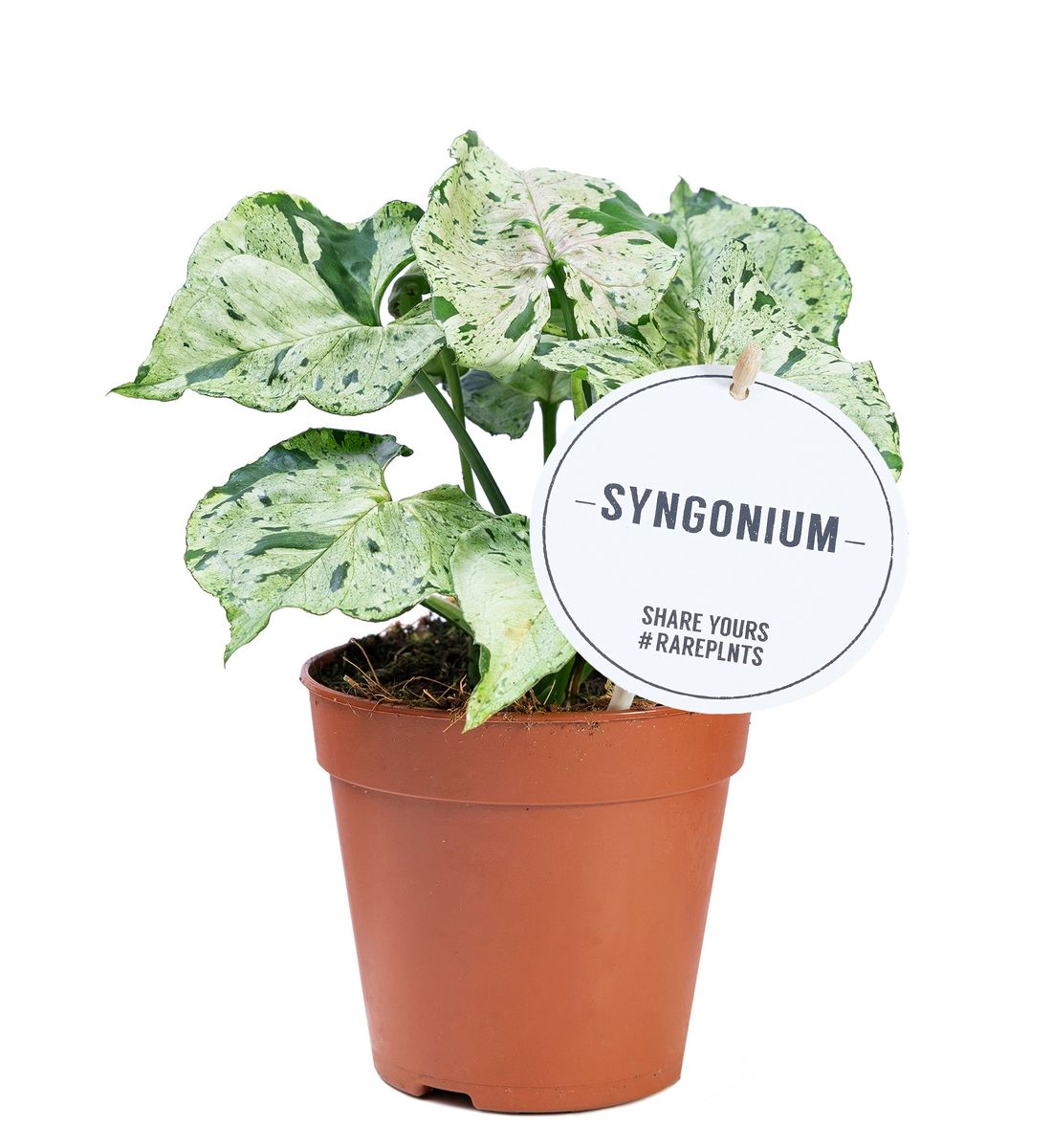 Syngonium 'Green Splash' — Plant Wholesale FlorAccess