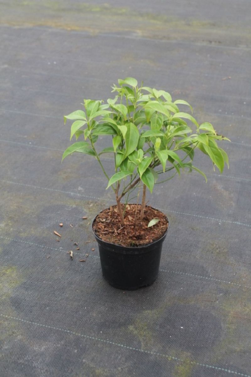 Cornus elliptica EMPRESS OF CHINA — Atacado de Plantas FlorAccess