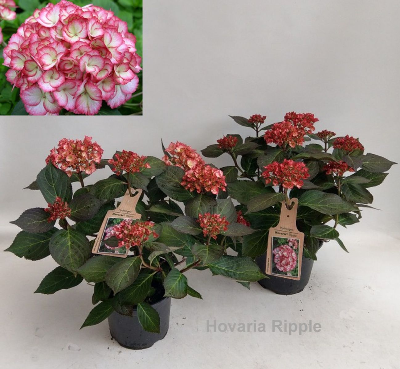 Hydrangea macrophylla HOVARIA RIPPLE — Plant Wholesale FlorAccess