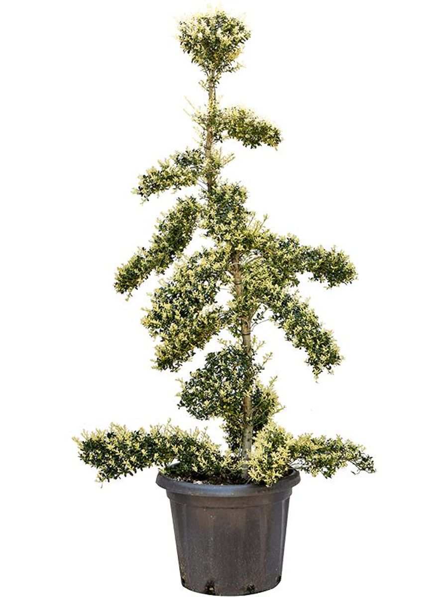 Ilex crenata — Plant Wholesale FlorAccess