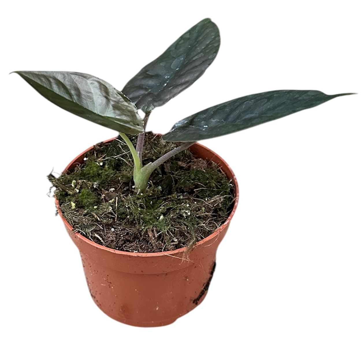 Alocasia infernalis BLACK MAGIC — Plant Wholesale FlorAccess