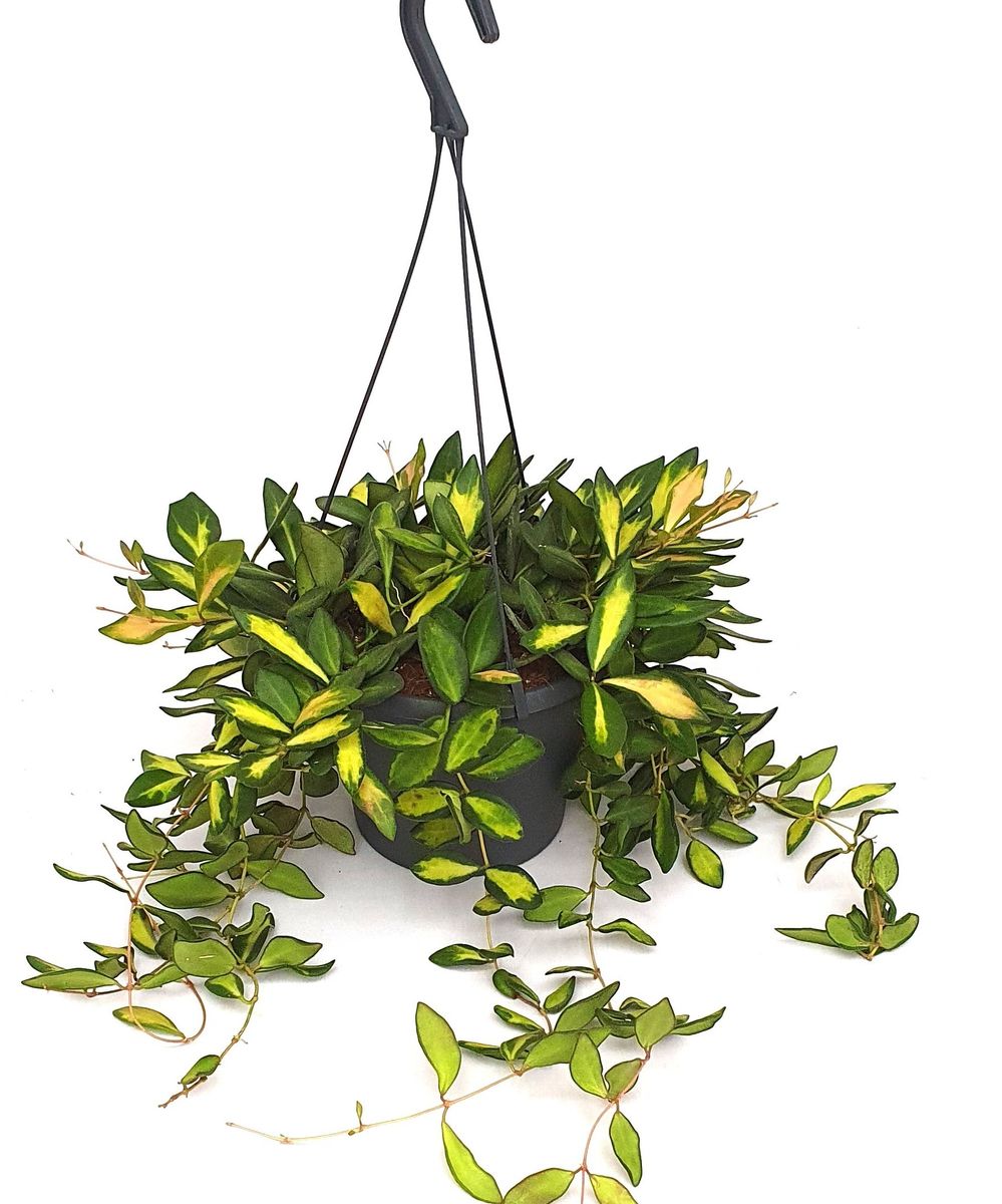Hoya 'DS-70' — Plant Wholesale FlorAccess