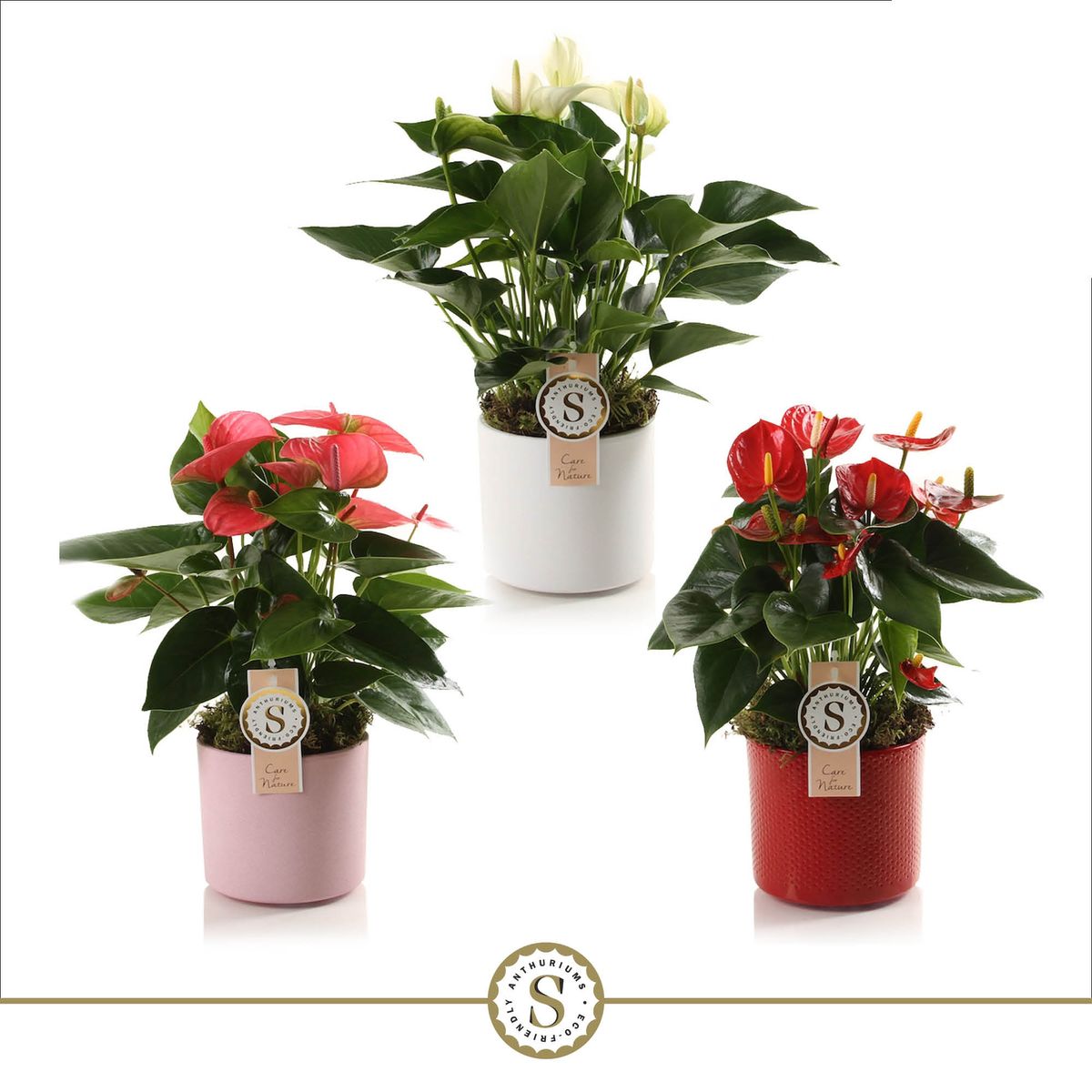 Anthurium MIX — Plant Wholesale FlorAccess