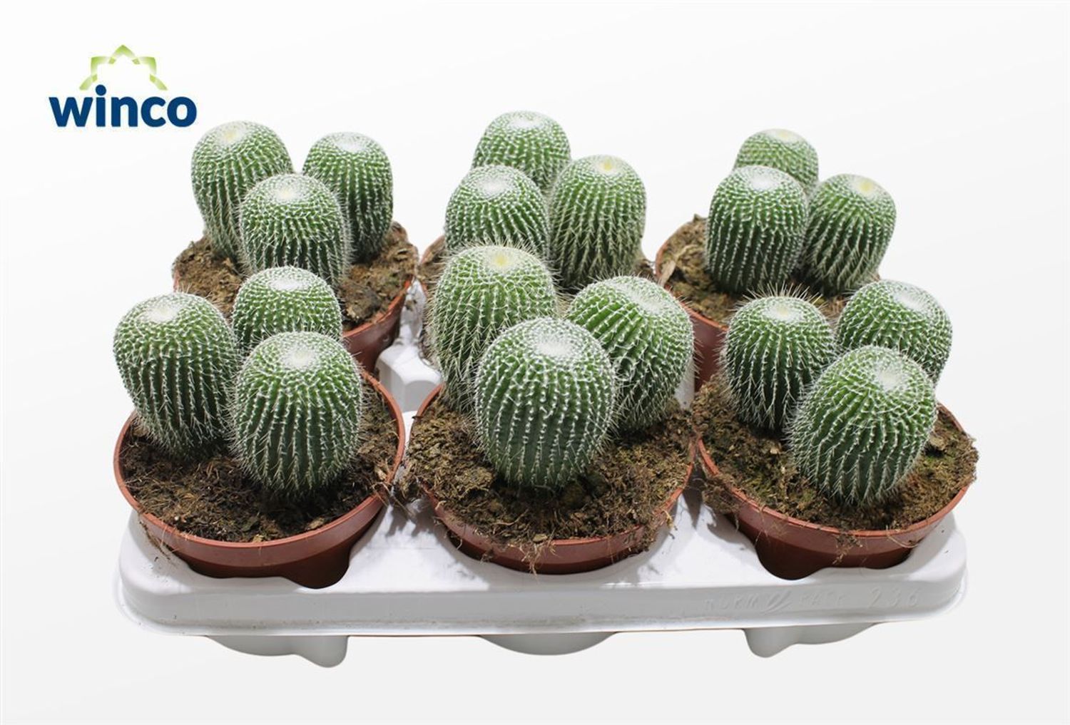 Notocactus leninghausii inermis — Plant Wholesale FlorAccess