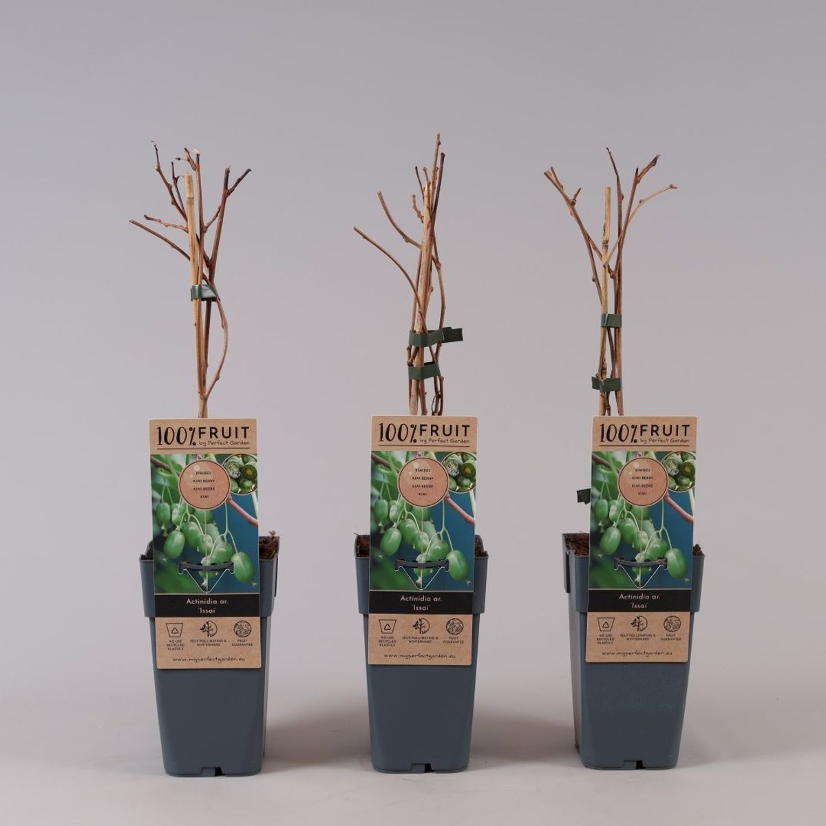 Actinidia arguta 'Issai' — Рослини оптом FlorAccess