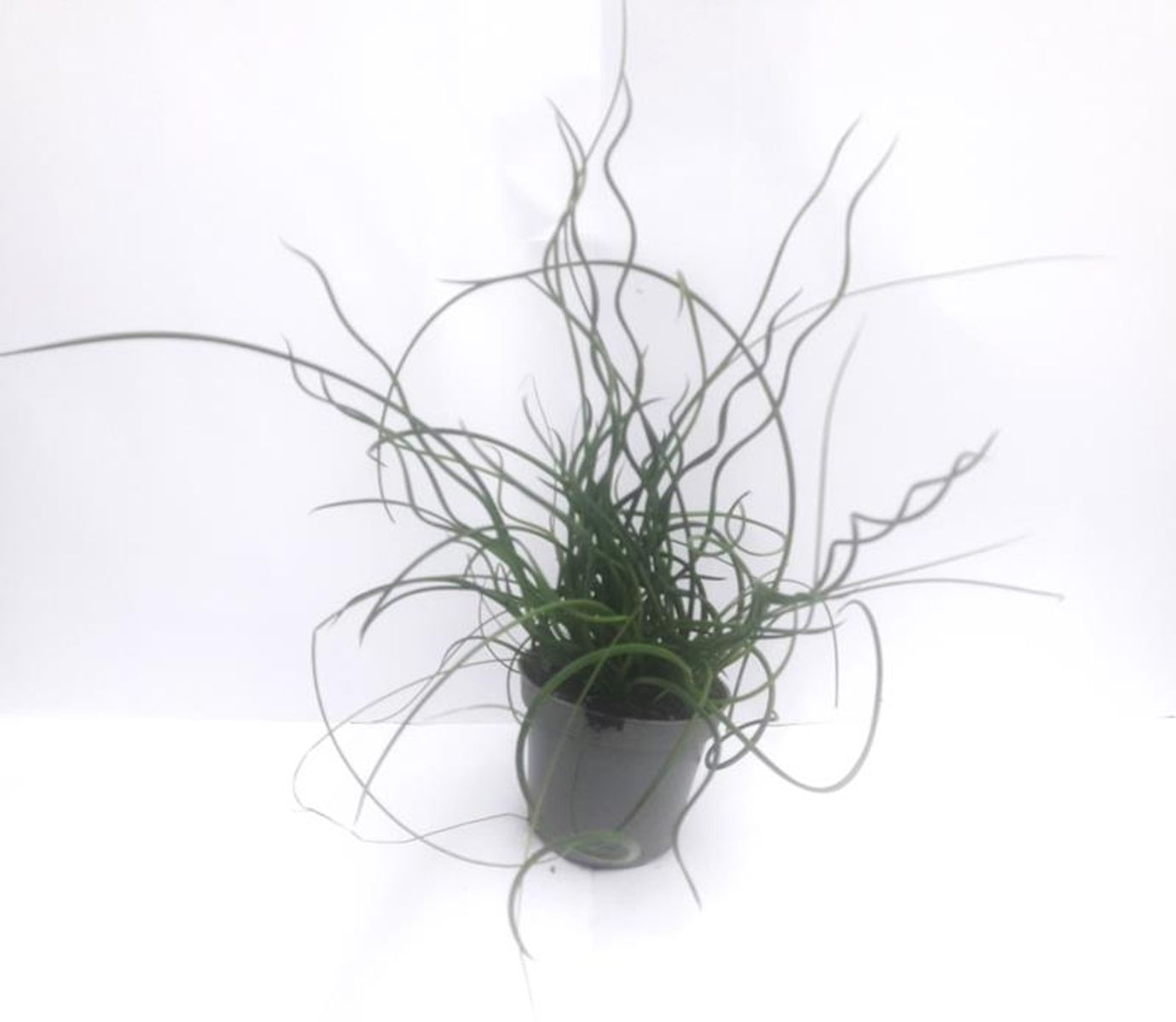 Juncus effusus spiralis — Plant Wholesale FlorAccess